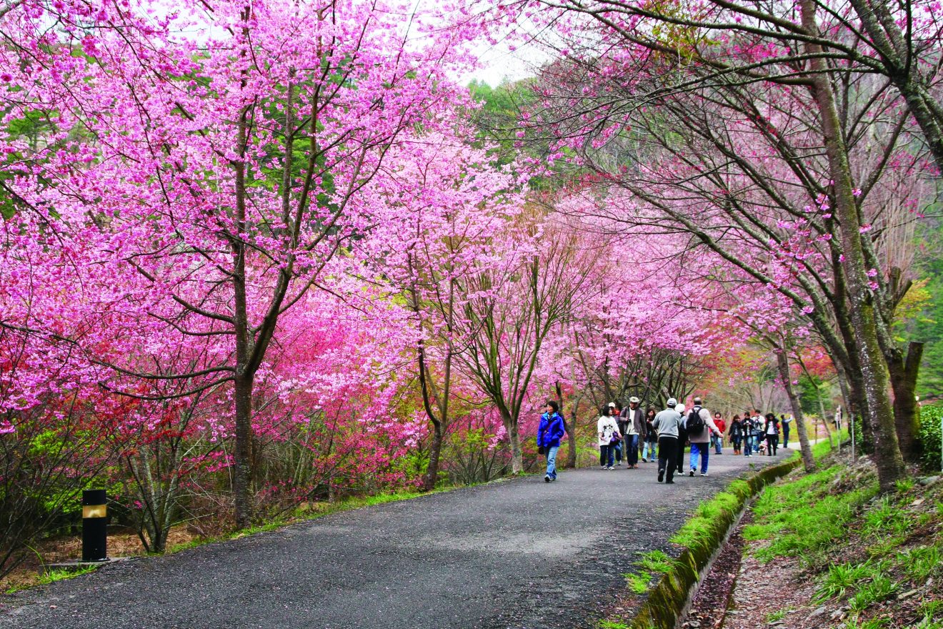 Taiwans Pflanzen | Taiwans Pflanzenwelt | Taiwan Tourismusbüro